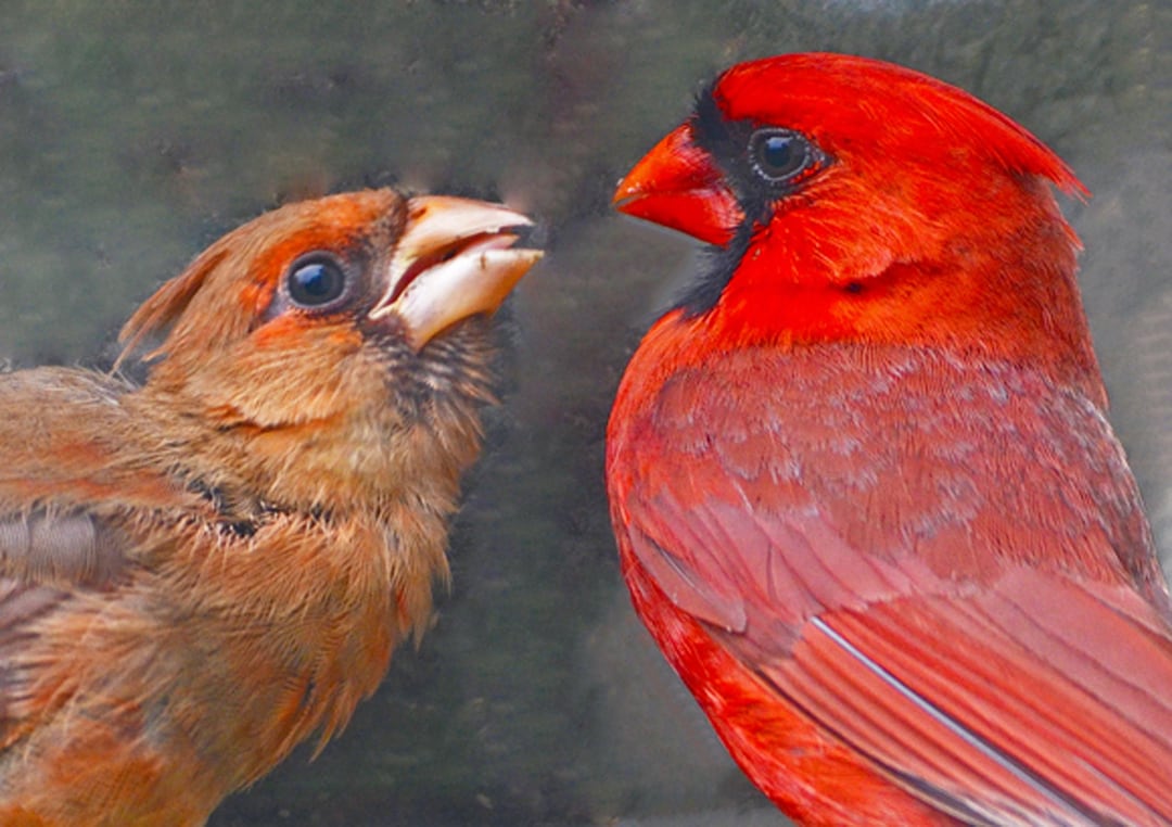 Male Northern Cardinal, Cardinal and Fledgling. Young Cardinal Teasing ...