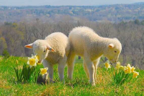 Lambs and daffodils cute small animals farm scene farm | Etsy