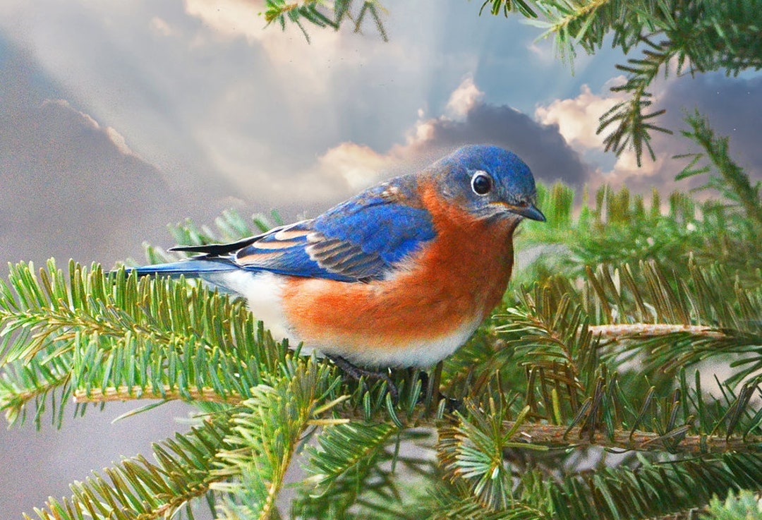 Eastern Bluebird (male), Bluebird on Balsam Branch, Bluebird in ...