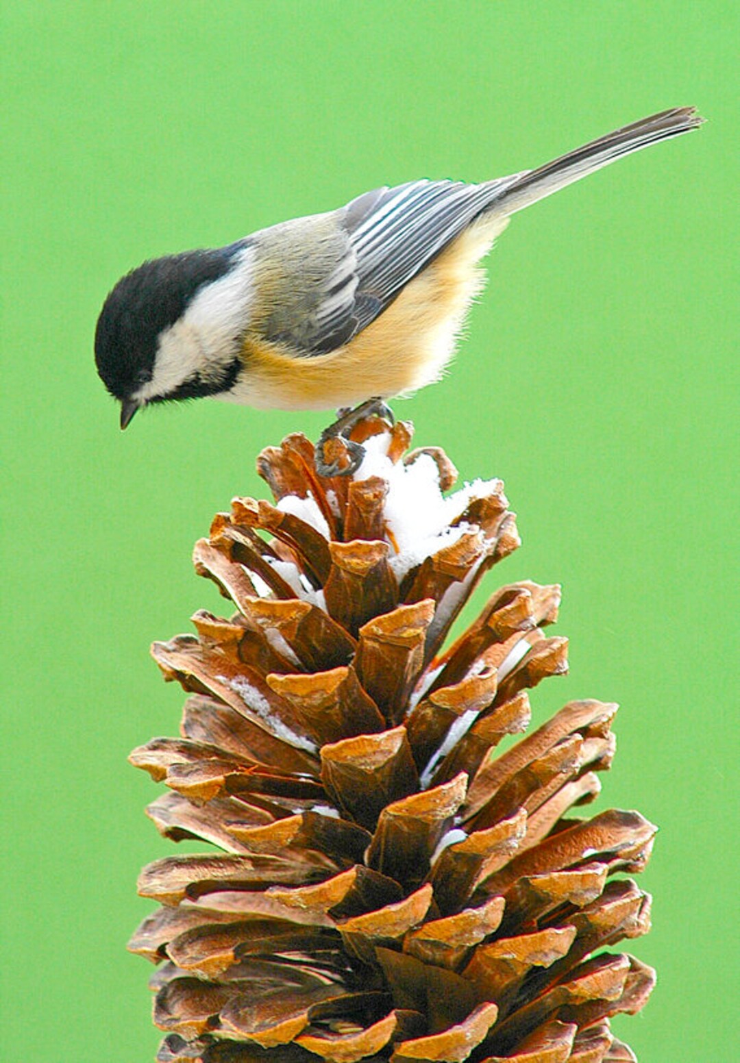 Black-capped Chickdee, Cute Little Birds, Vermont Wildlife, Chickadee ...