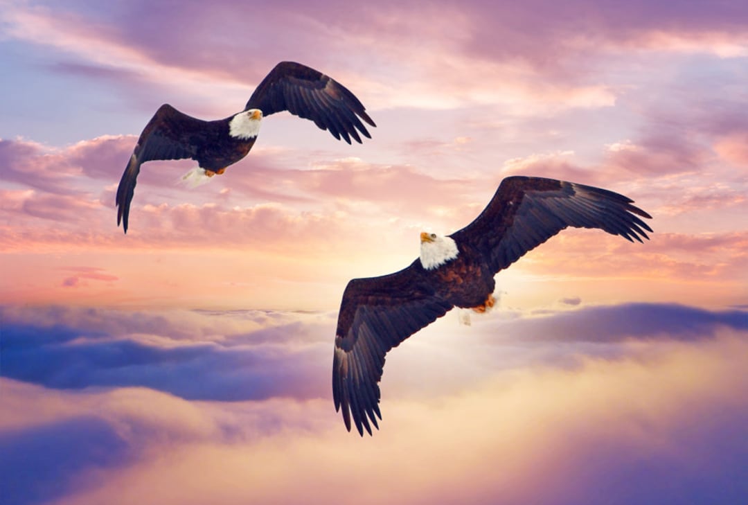 Bald Eagles in Flight, Male Eagle Chasing Intruder, VT Wildlife, for ...