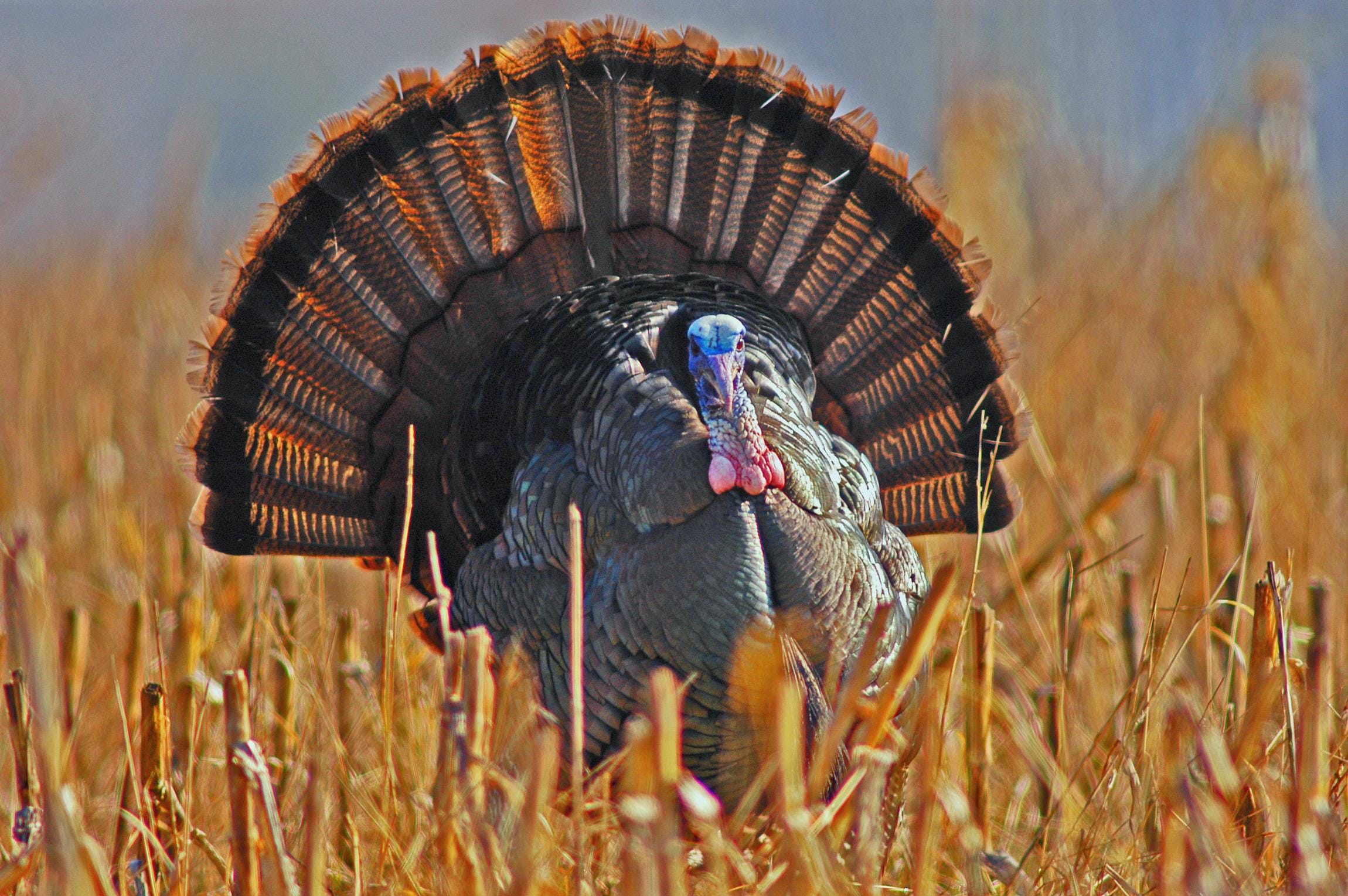 Eastern Wild Turkey, Strutting Turkey, Wild Tom Turkey, Turkey in Corn ...