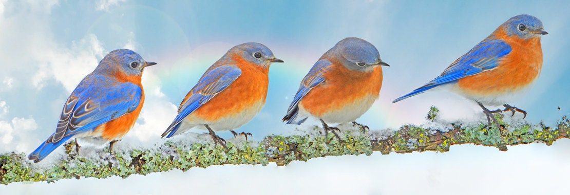 Bluebirds on Limb, Song Bird Photo, Pretty Birds, for Bird Lovers, for ...