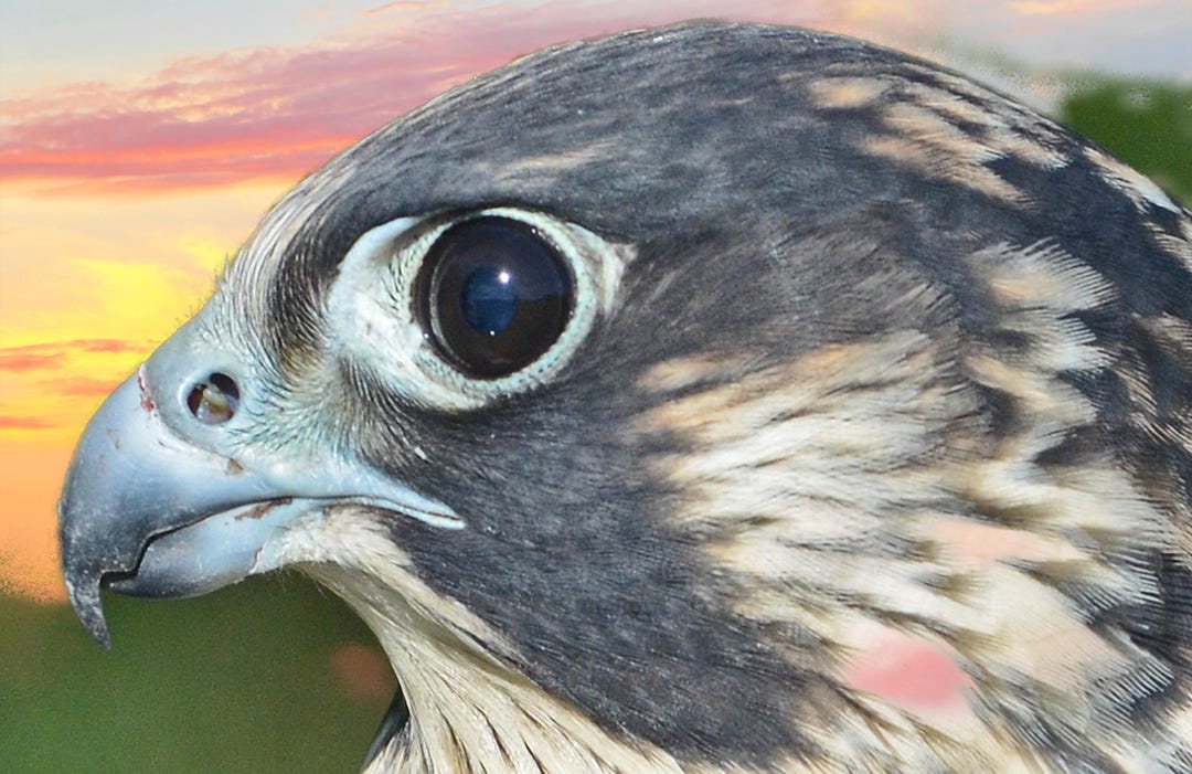 Peregrine Falcon Portrait, Vermont Wildlife, Peregrine Close-up, for ...