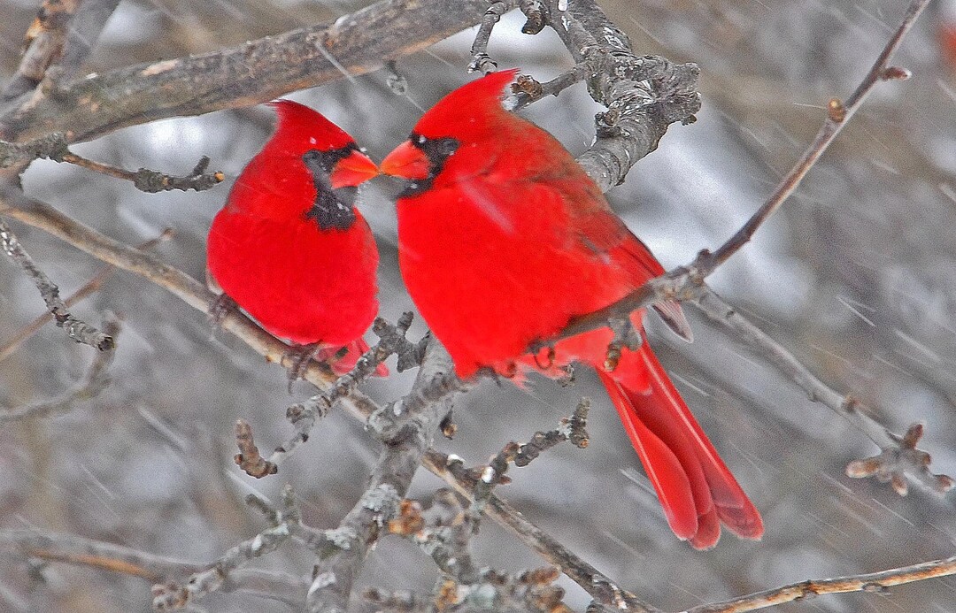 Two Male Cardinals, Cardinals in Winter Storm, Songbirds in Winter ...