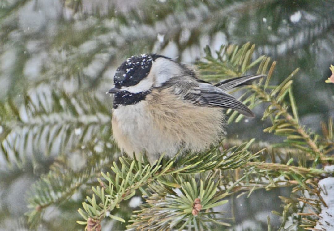 Cute Two Chickadees Feeding