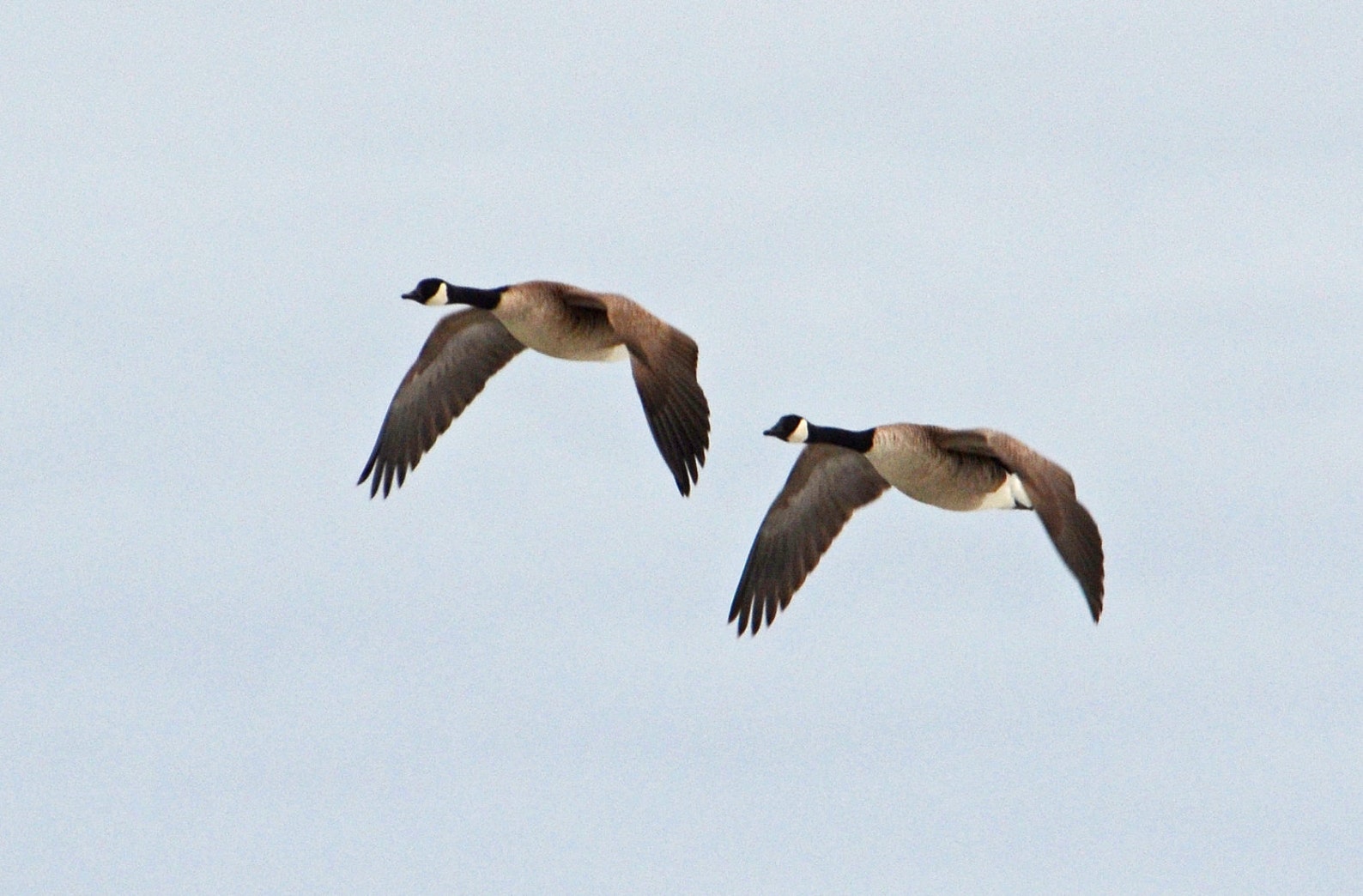 Canada Geese in Flight, Photo of Canada Geese, Wildlife Photo, Wild ...