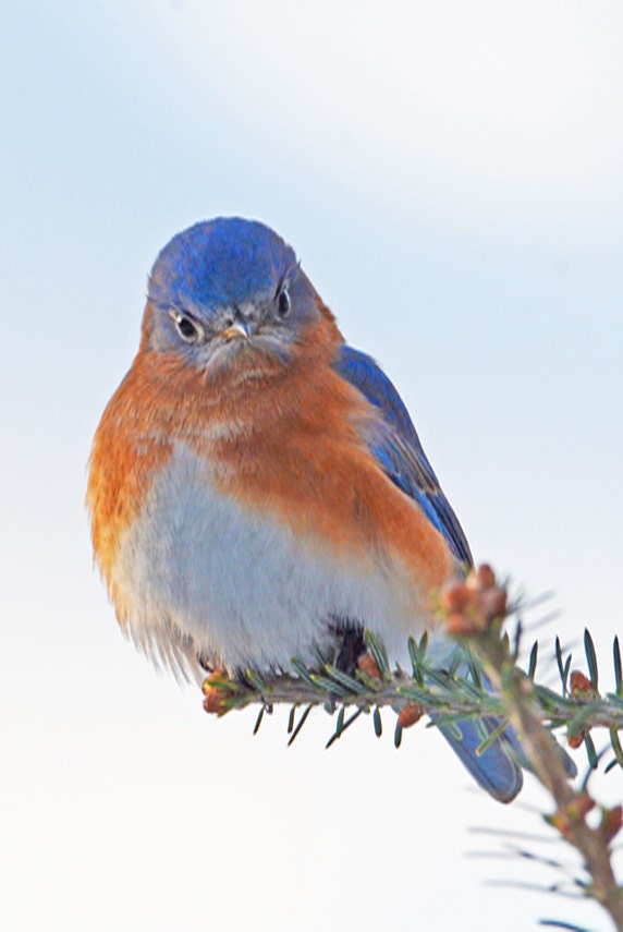 Bluebird Photo, Mad Bluebird, Comical Bird Pictures, Best Bird Photos ...