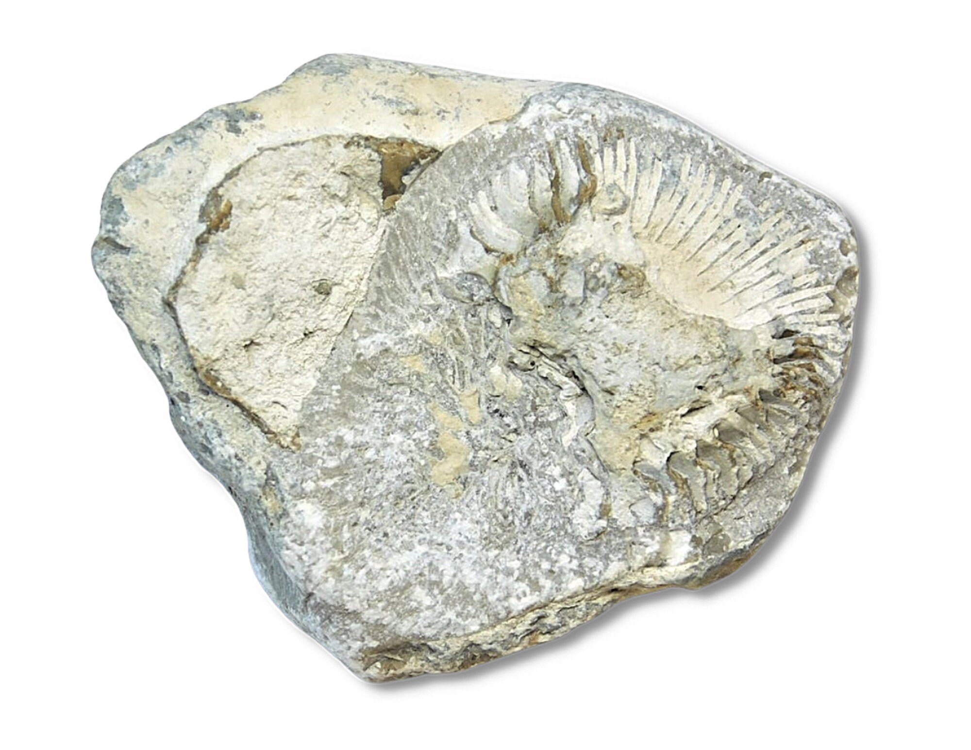 Natural XXLarge Raw Petrified Fossil- Rugose Coral- Crinoid Stem ...
