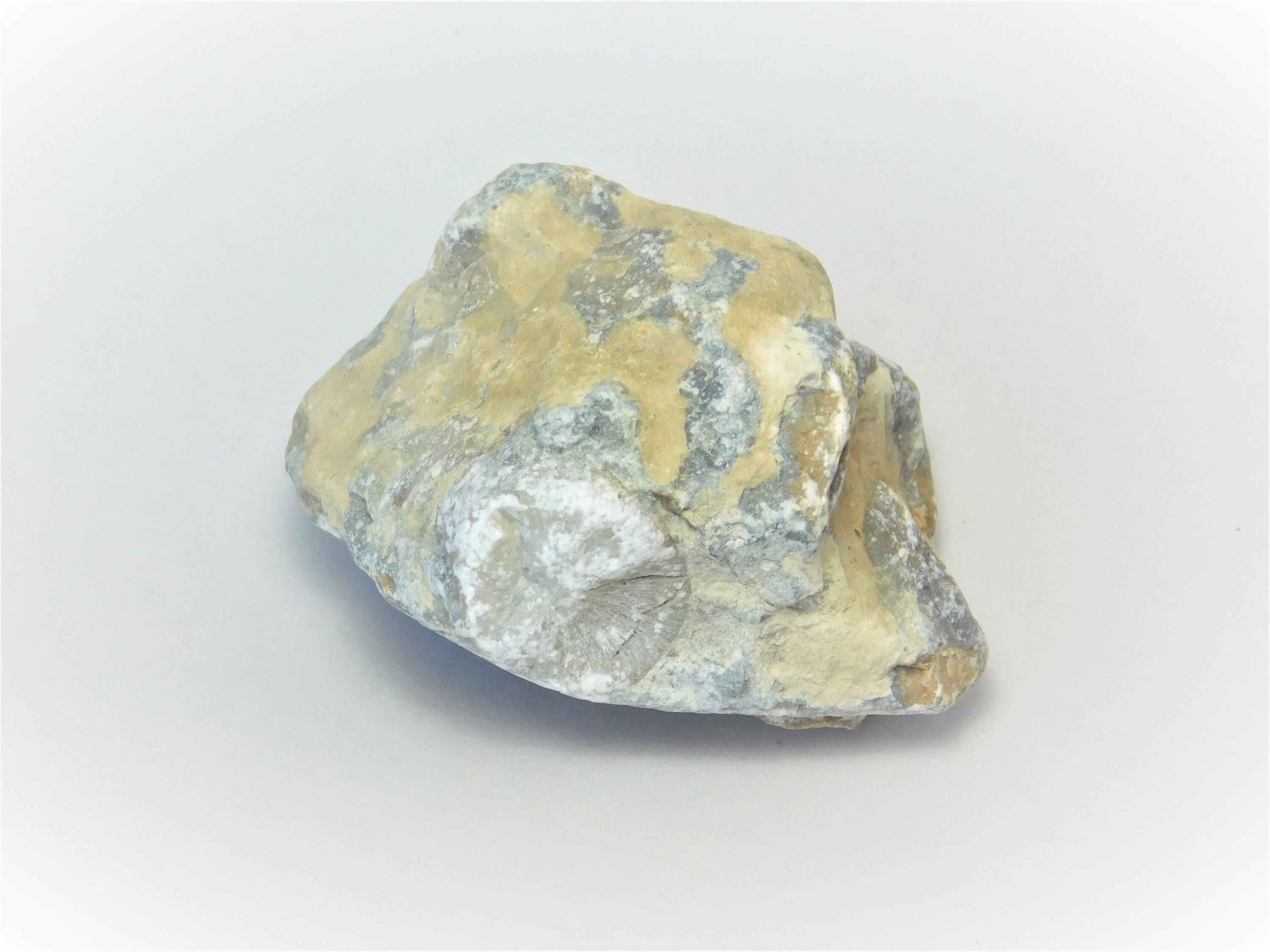 Natural XXLarge Raw Petrified Fossil- Rugose Coral- Crinoid Stem ...