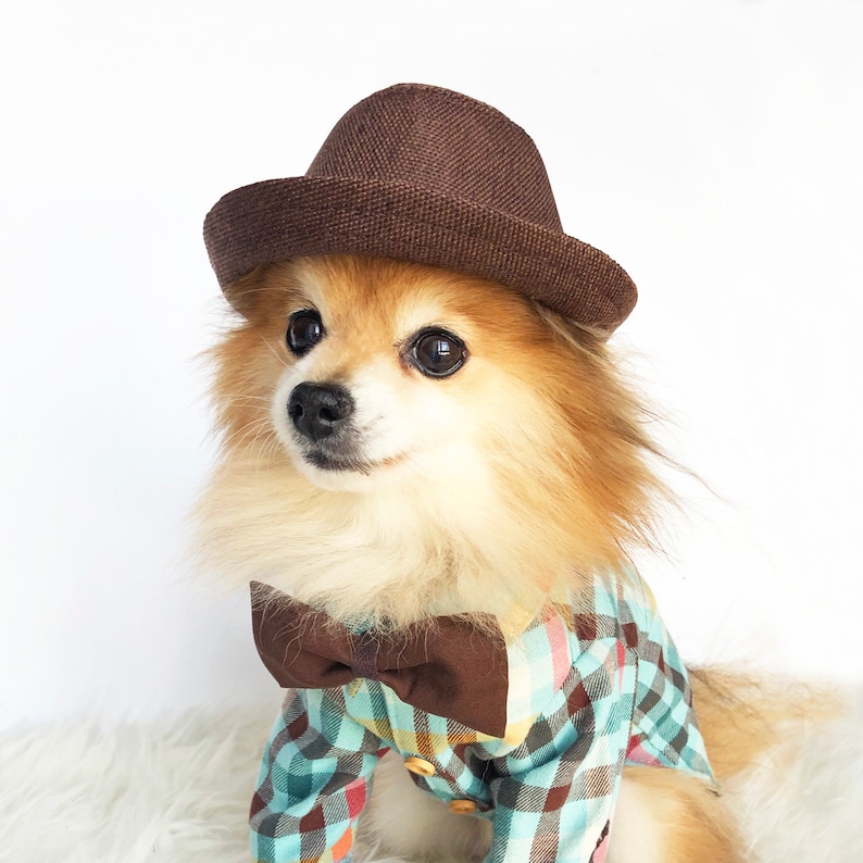 Fedora for DOGS CATS HANDMADE dog hats dog caps summer | Etsy