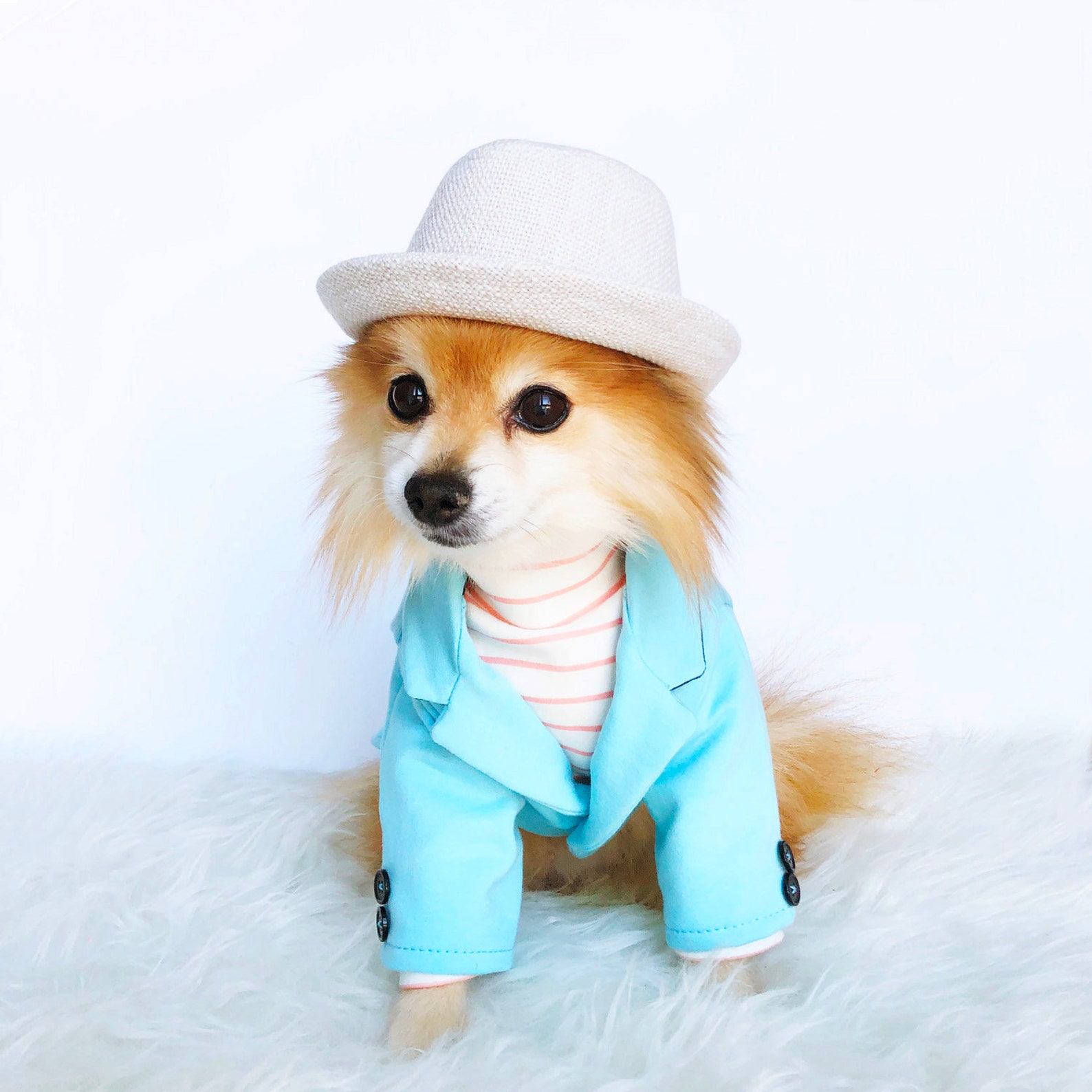 Fedora for DOGS CATS HANDMADE dog hats dog caps summer | Etsy