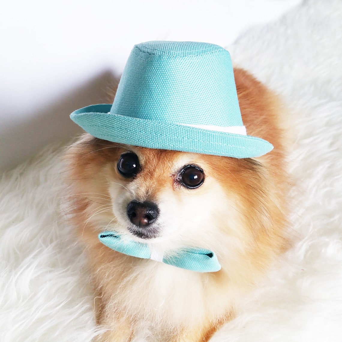 Fedora for DOGS CATS HANDMADE Dog Hats Dog Caps Summer - Etsy Canada