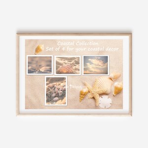 Shell Wall Art Shells Print Photograph Beach Print Beach - Etsy