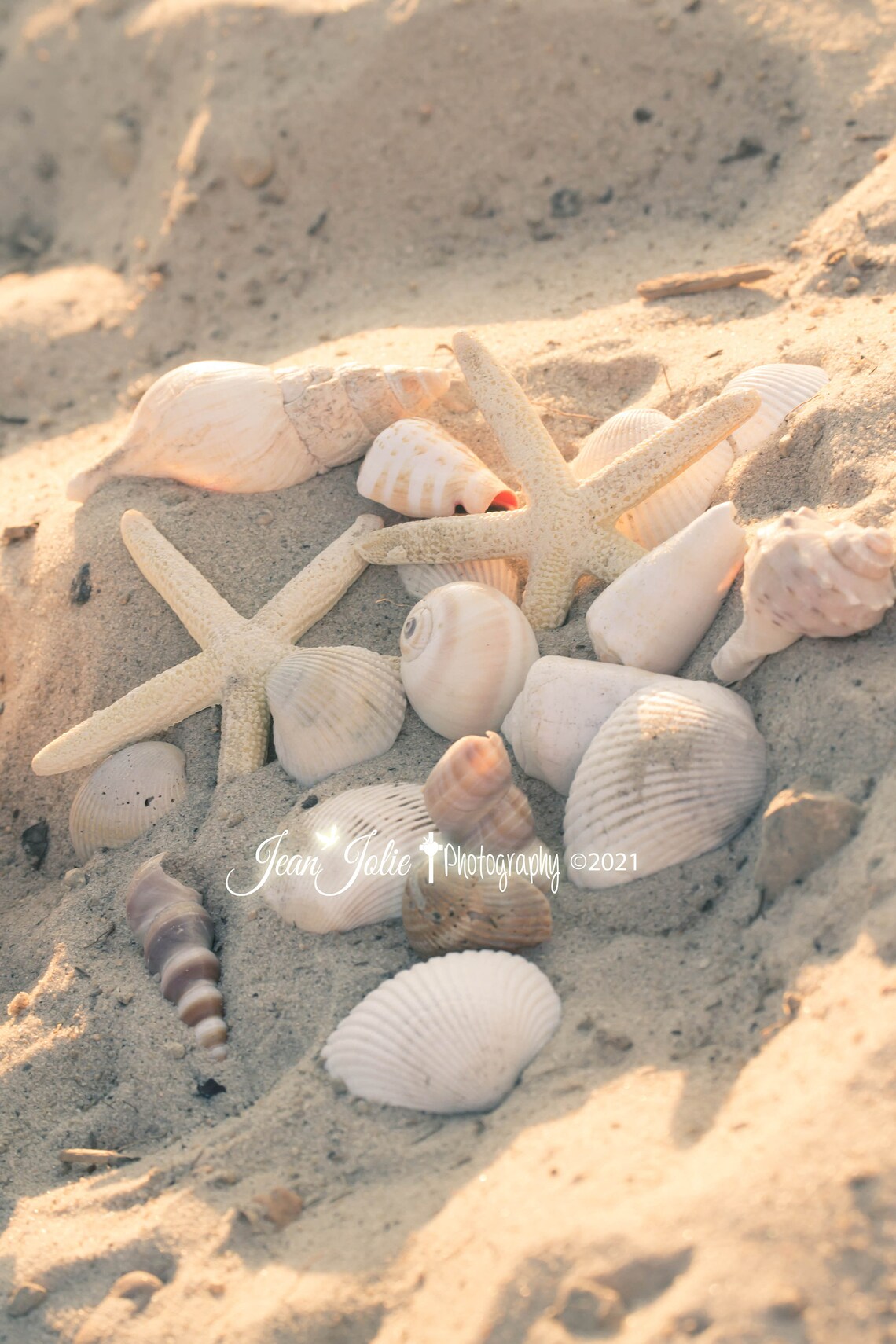 Shell Wall Art Shells Print Photograph Beach Print Beach | Etsy