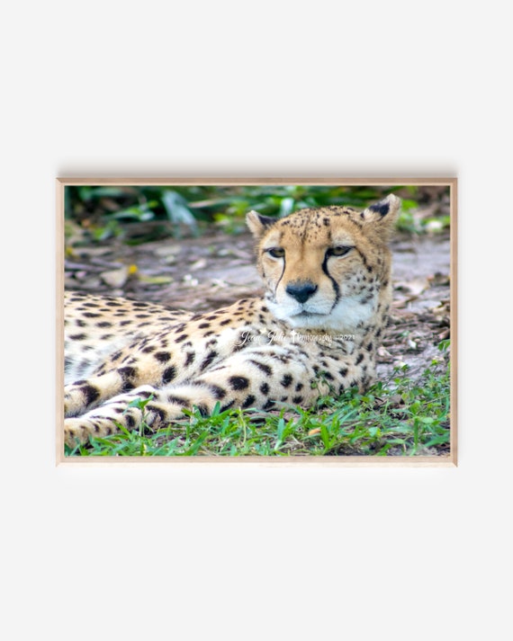 Cheetah Photo Cheetah Print Cheetah Wall Art Home Decor | Etsy