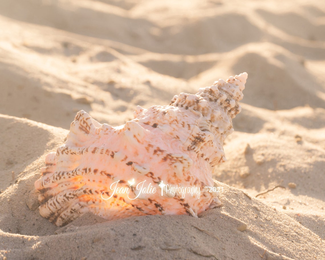 Shell Wall Art Shells Print Photograph Beach Print Beach - Etsy