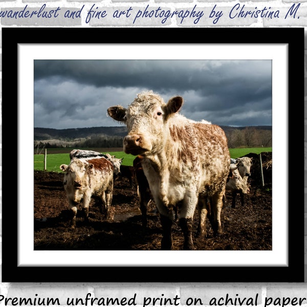 Fuzzy Cow Art - Etsy