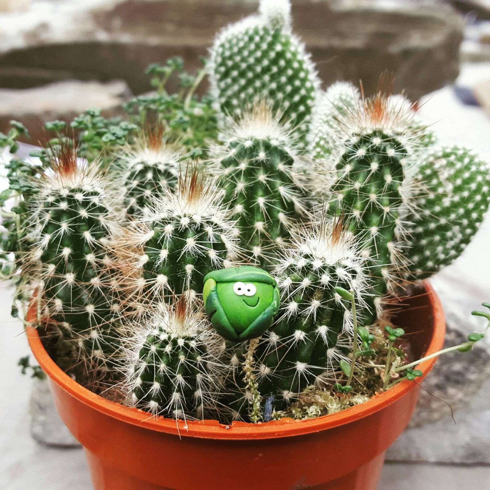 Pet Brussel Sprout for Girlfriend Small Gift Boyfriend - Etsy UK