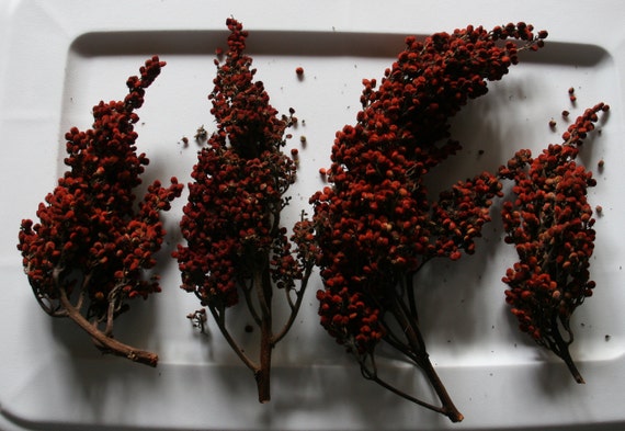 4 Smooth Sumac Seed Pods, Rhus Glabra Wild Harvested 2022, Dark Red ...