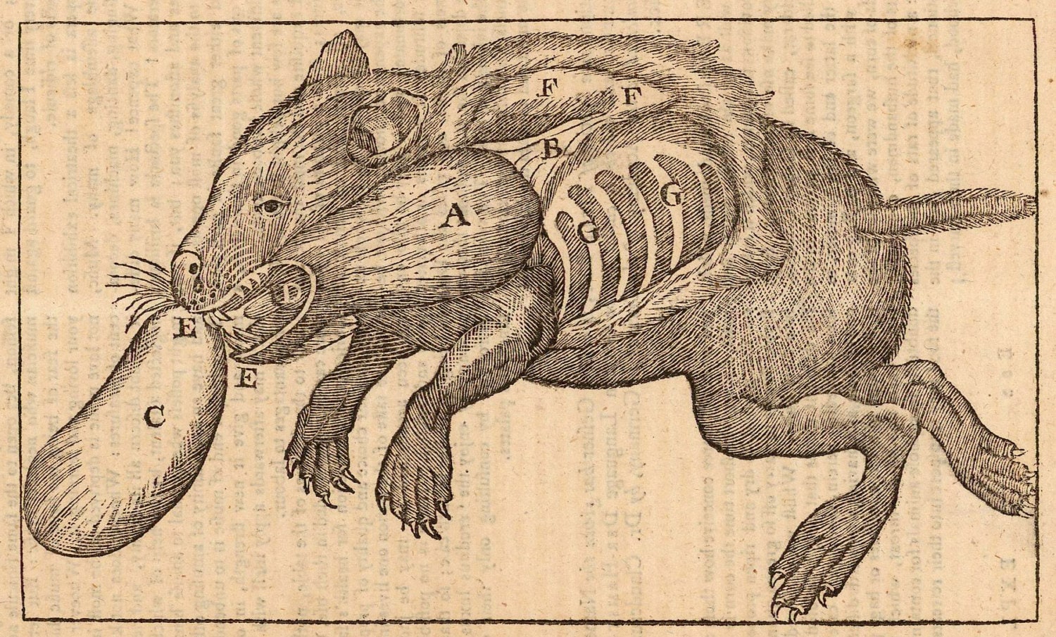 Observations on a Species of Field-rat the Universal - Etsy