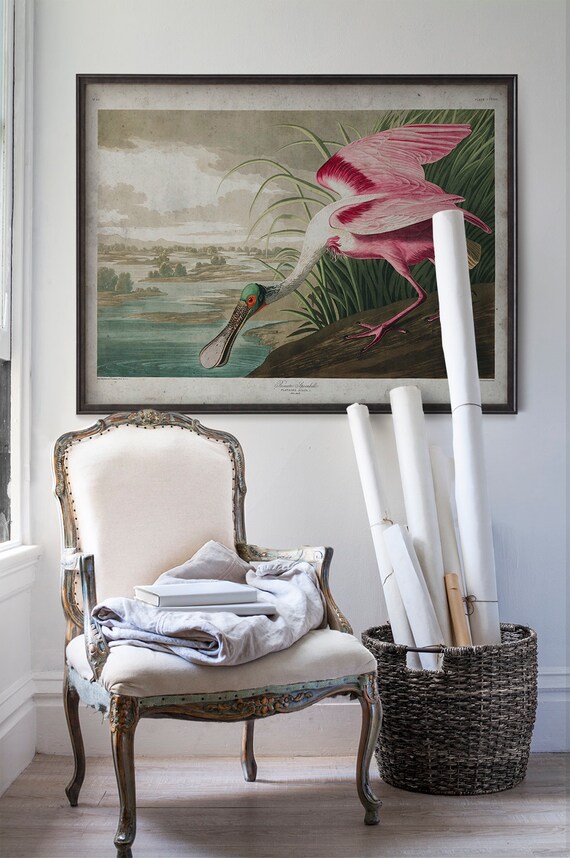 John James Audubon Roseate Spoonbill