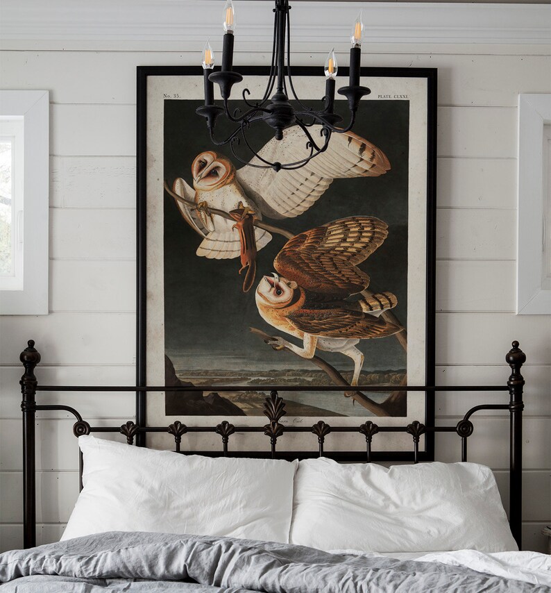 Barn Owl John James Audubon Vintage Wall Art Anniversary - Etsy