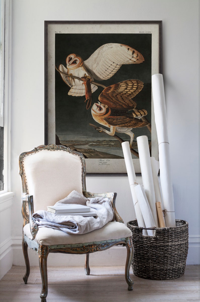 Barn Owl John James Audubon Vintage Wall Art Anniversary - Etsy