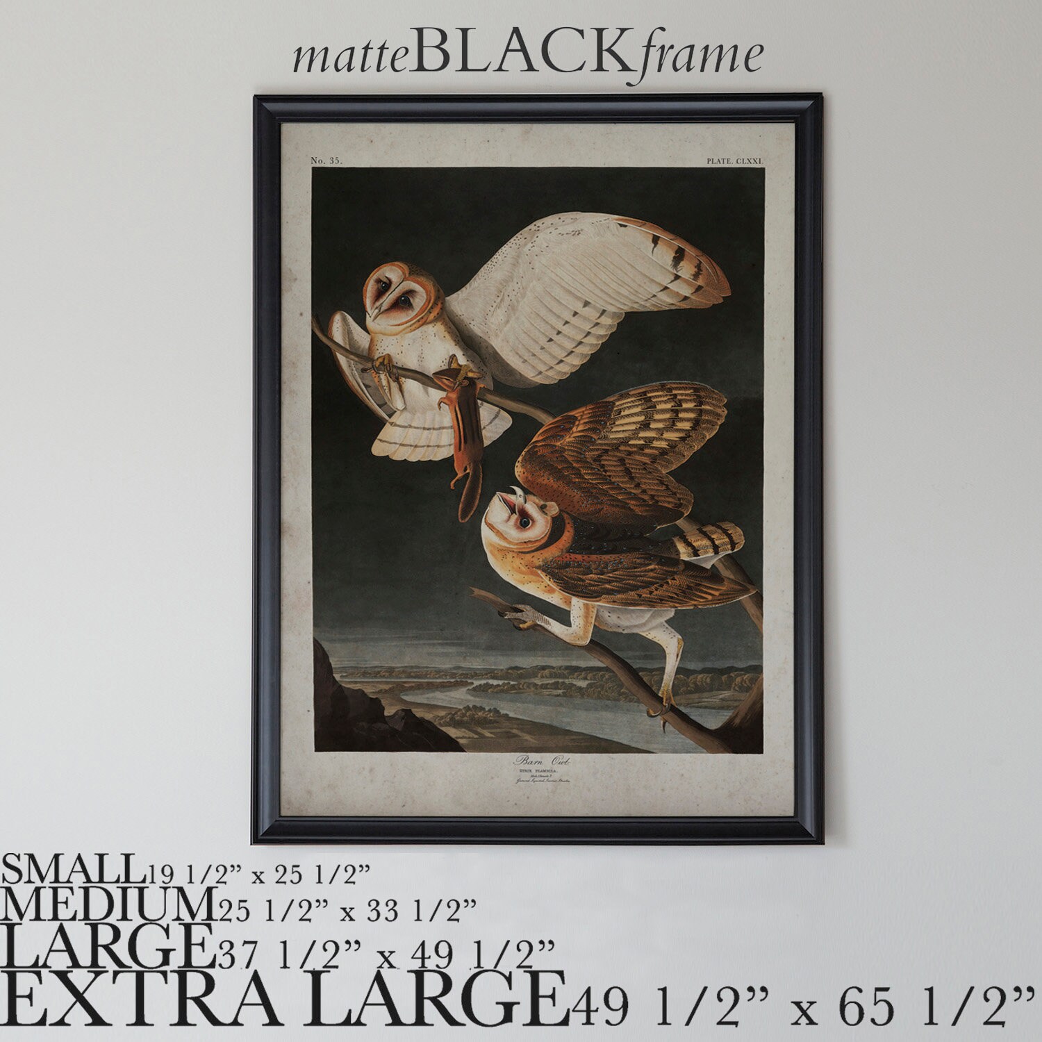 Barn Owl John James Audubon Vintage Wall Art Home Decor | Etsy