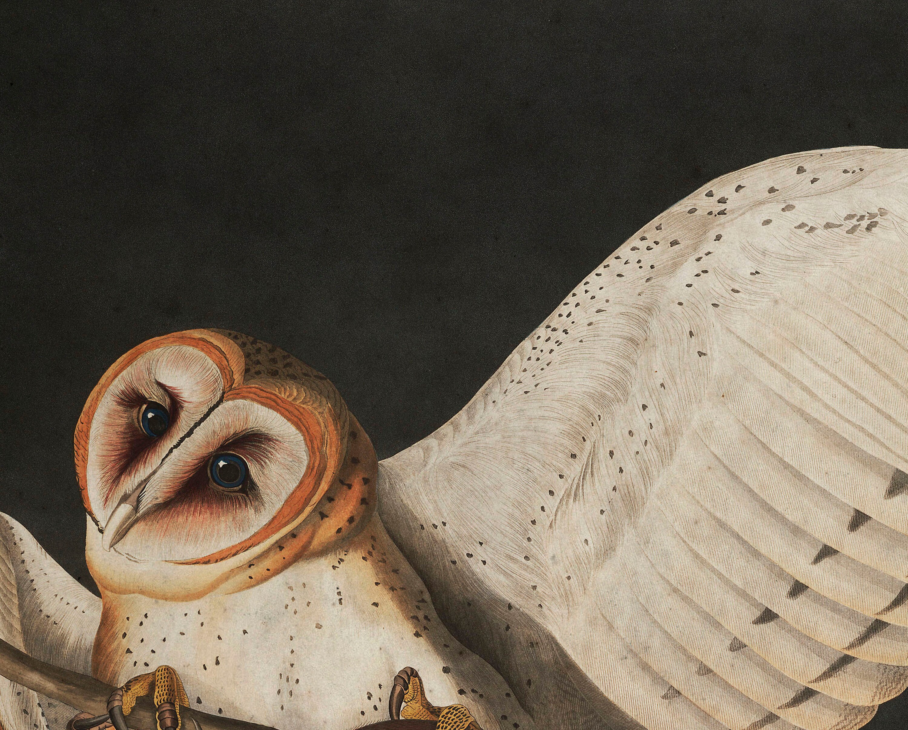 Barn Owl John James Audubon Vintage Wall Art Home Decor | Etsy