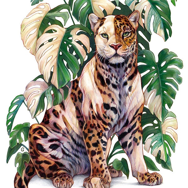 Variegated Monstera - Etsy UK