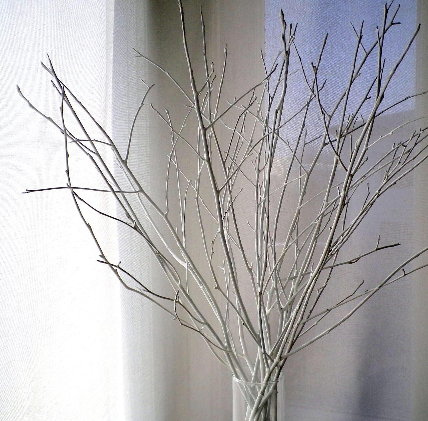 Paper Birch Twig
