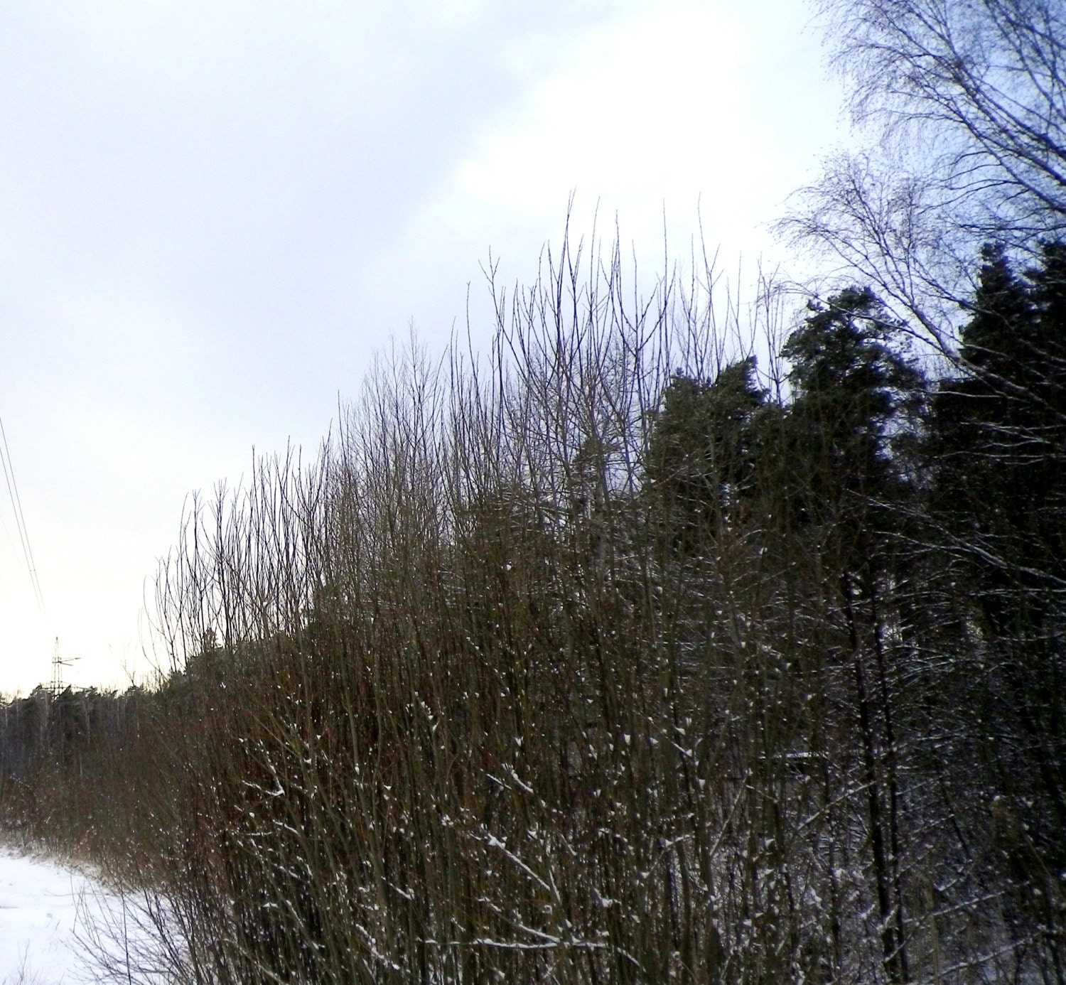 Silver tree branches 5 decorative 28 wood branches home | Etsy