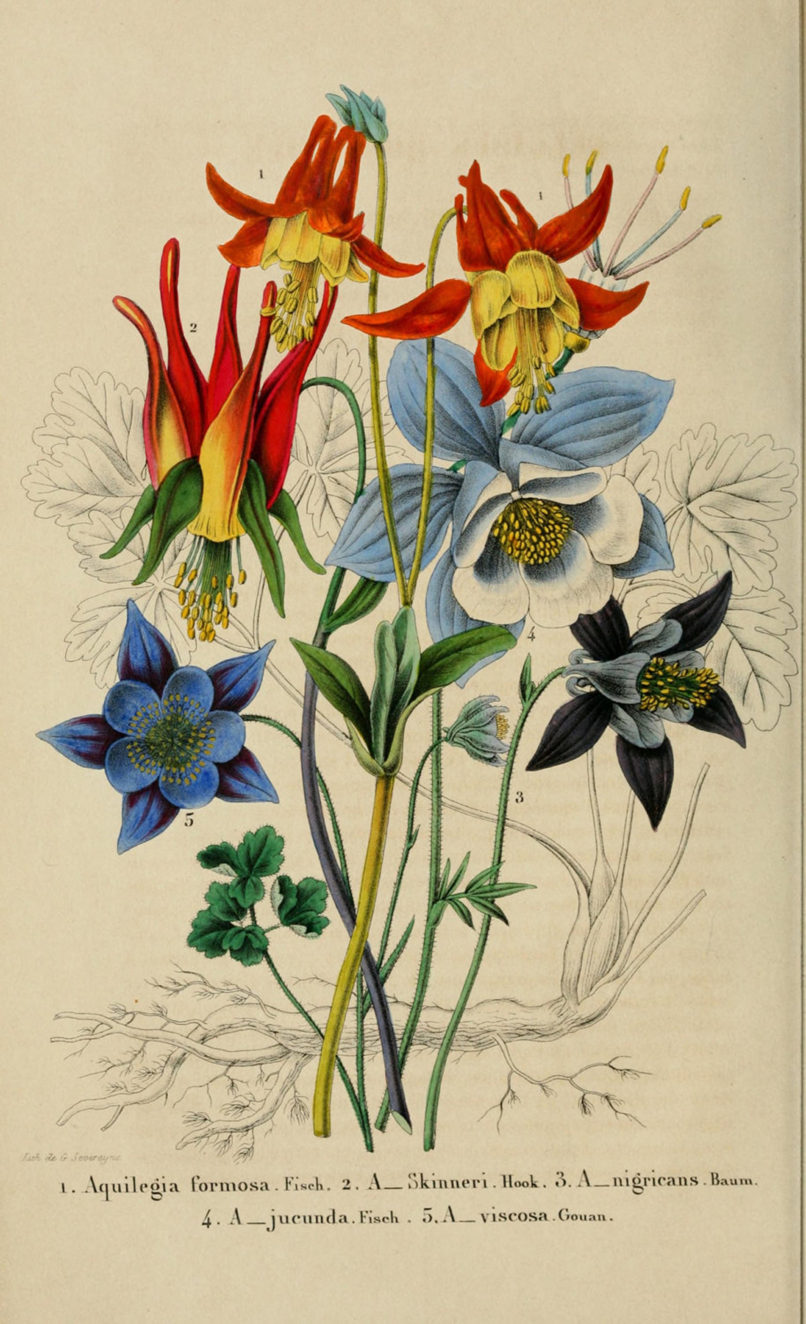 Botanical Selection of Beautiful Wild Flowers Printed Custom - Etsy