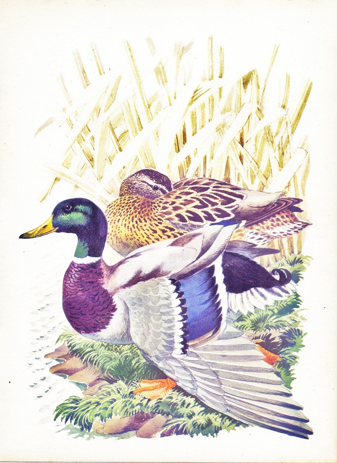 1940s Original Bird Print, Mallard Drake and Duck, Wildlife by Charles ...