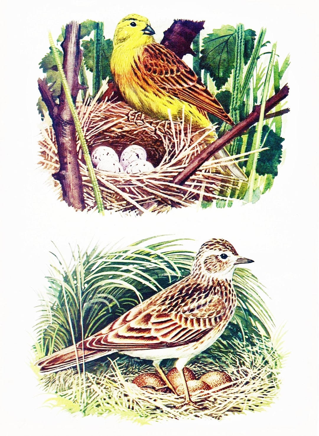 1940s Original Bird Print Nesting Birds Wildlife by Charles Tunnicliffe ...