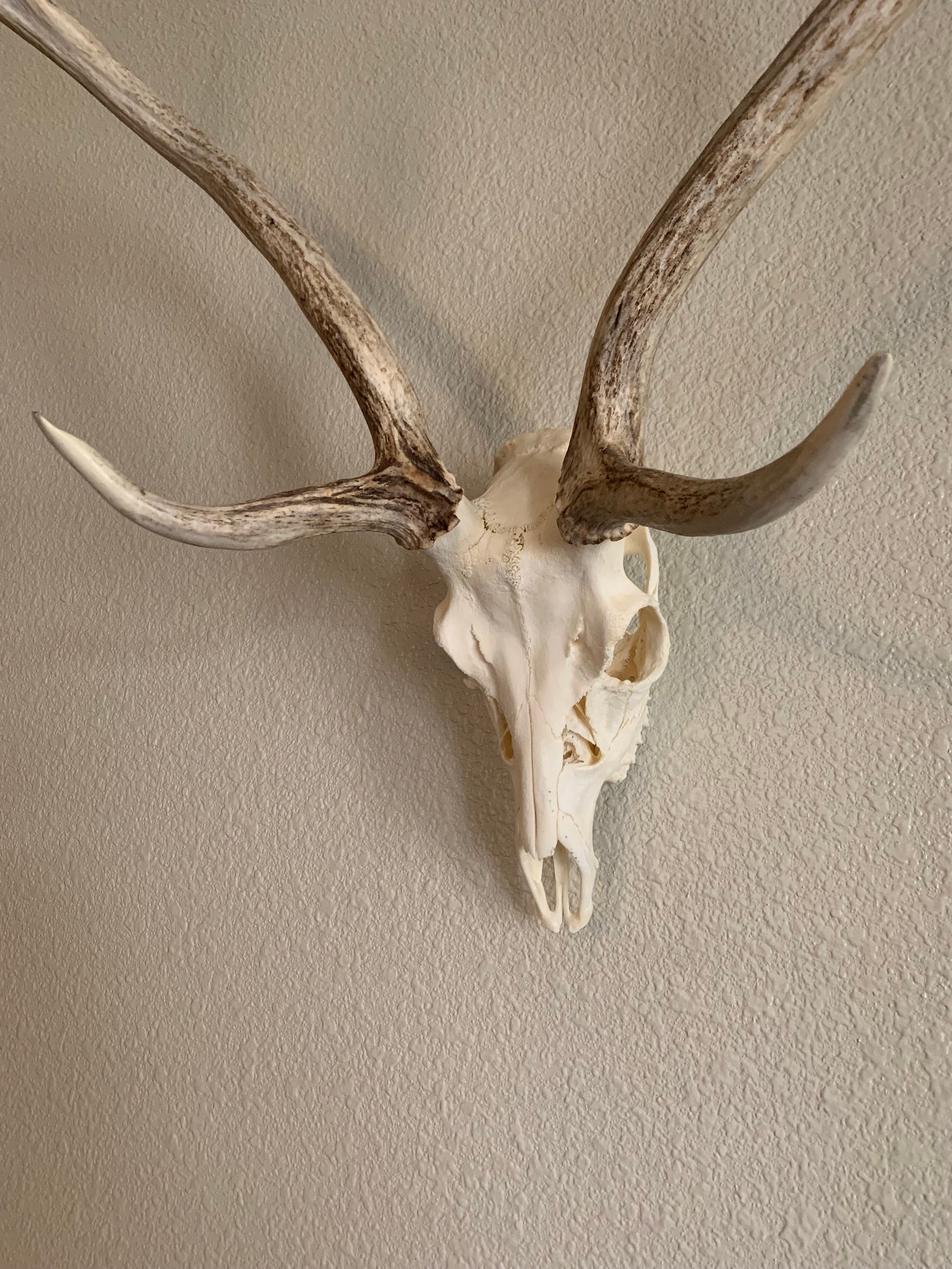Texas Hill Country Axis Skulls - Etsy