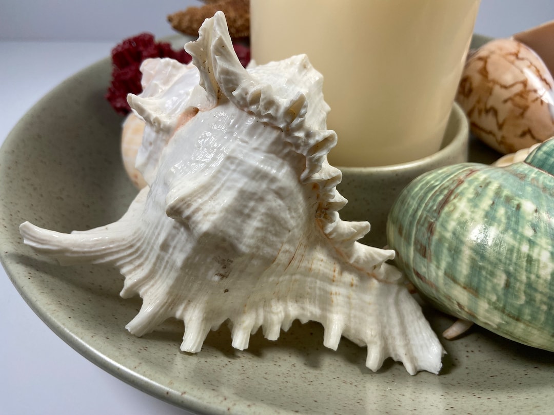 Murex Ramosus Seashell Large Ornate White Shell Coastal Decor Summer ...