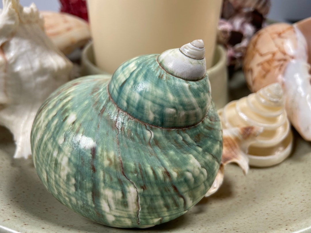 Green Turbo Shell Seashell Summer Home Decor Teal Jade Green Beach ...