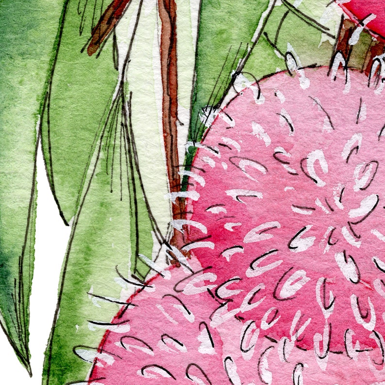 Pink Hakea Print Australian Native Flower Art A4 A3 A2 Modern Colourful ...