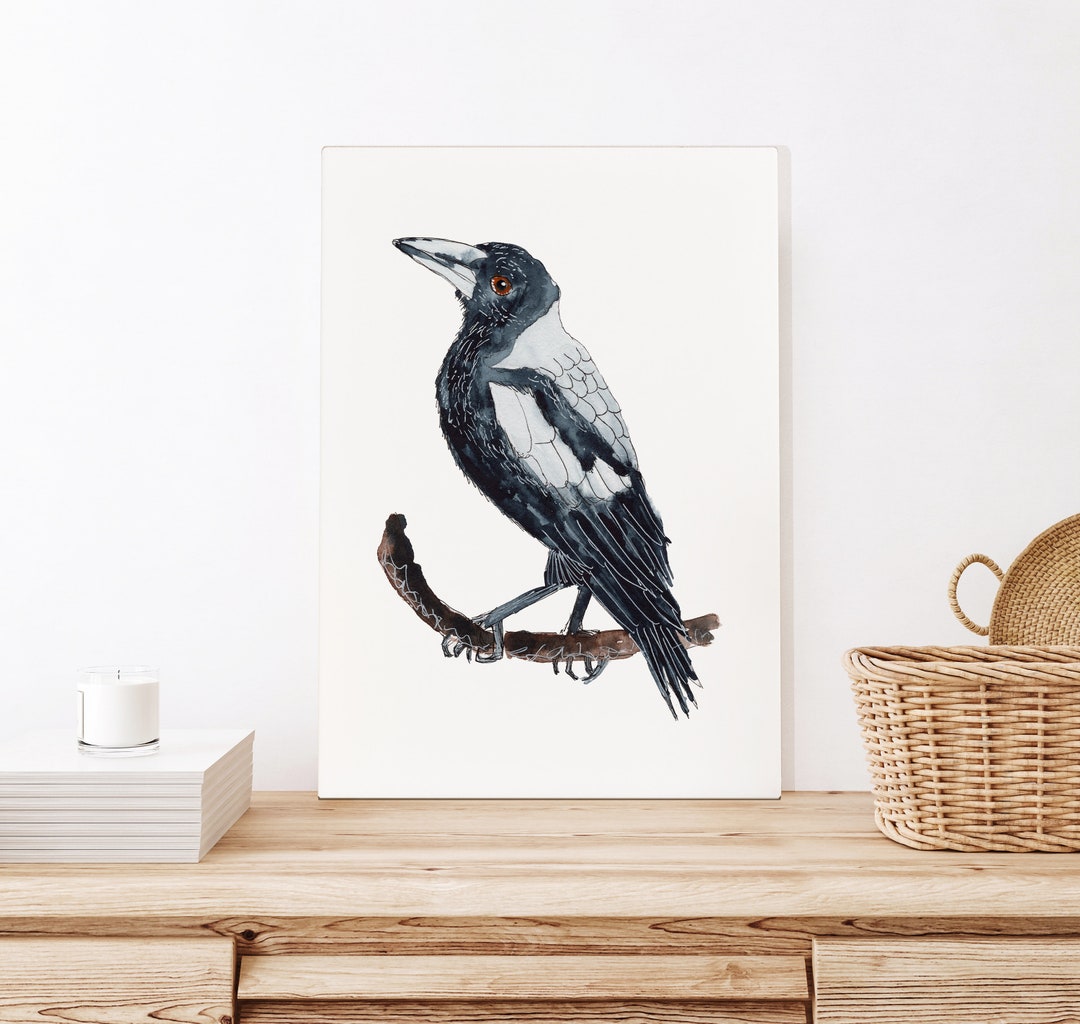 Australian Magpie Native Bird of Australia Wall Prints, Fauna Art, Bird ...