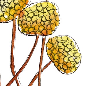 Australian Native Floral Billy Buttons Watercolour Canvas Print ...