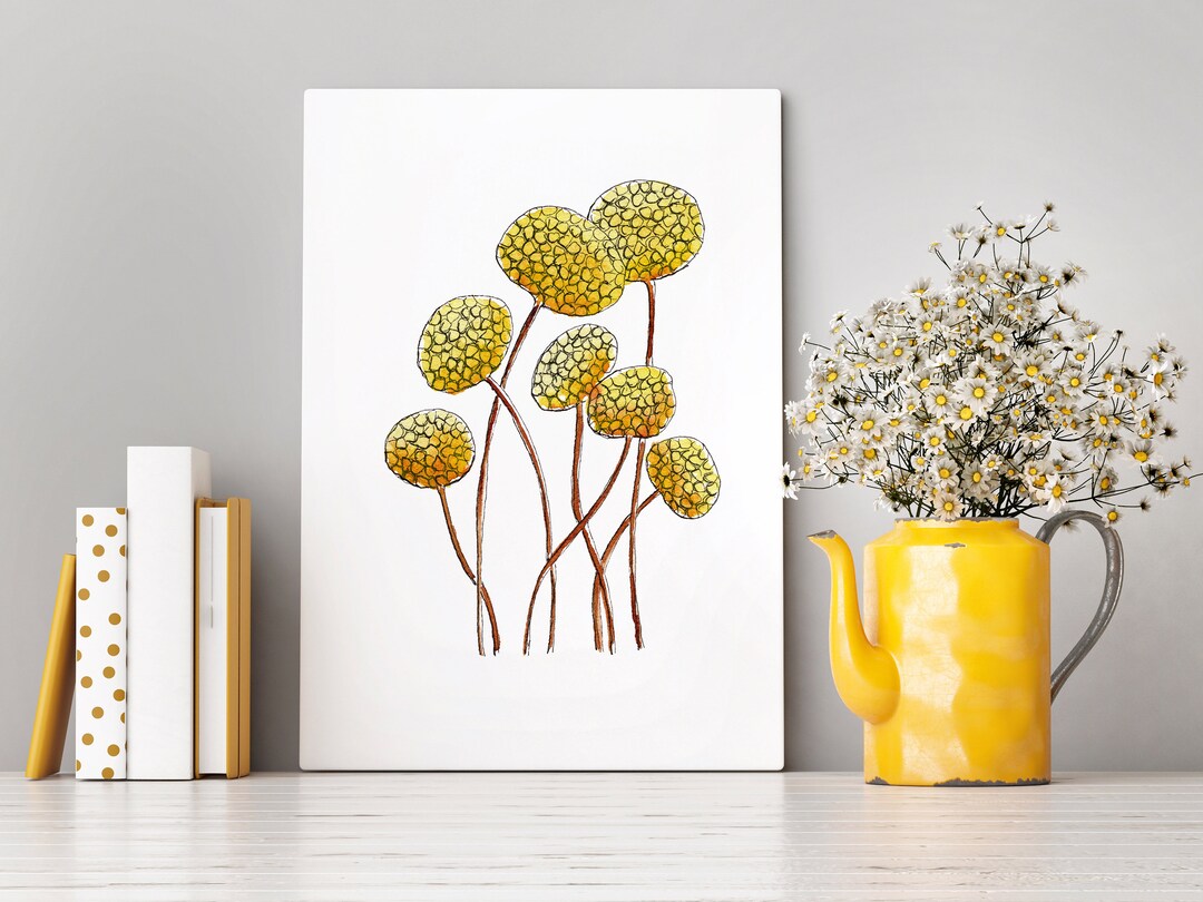 Australian Native Floral Billy Buttons Watercolour Canvas Print ...