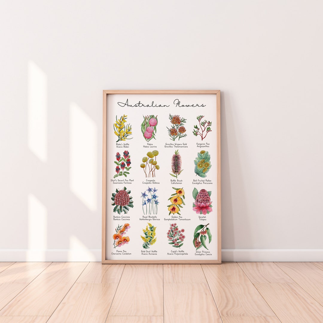 Australian Native Floral Chart Botanical Display Second Set - Beautiful ...