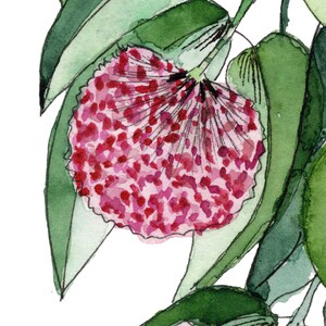 Australian Native Lilly Pilly Flower Art Prints Living Room - Etsy ...