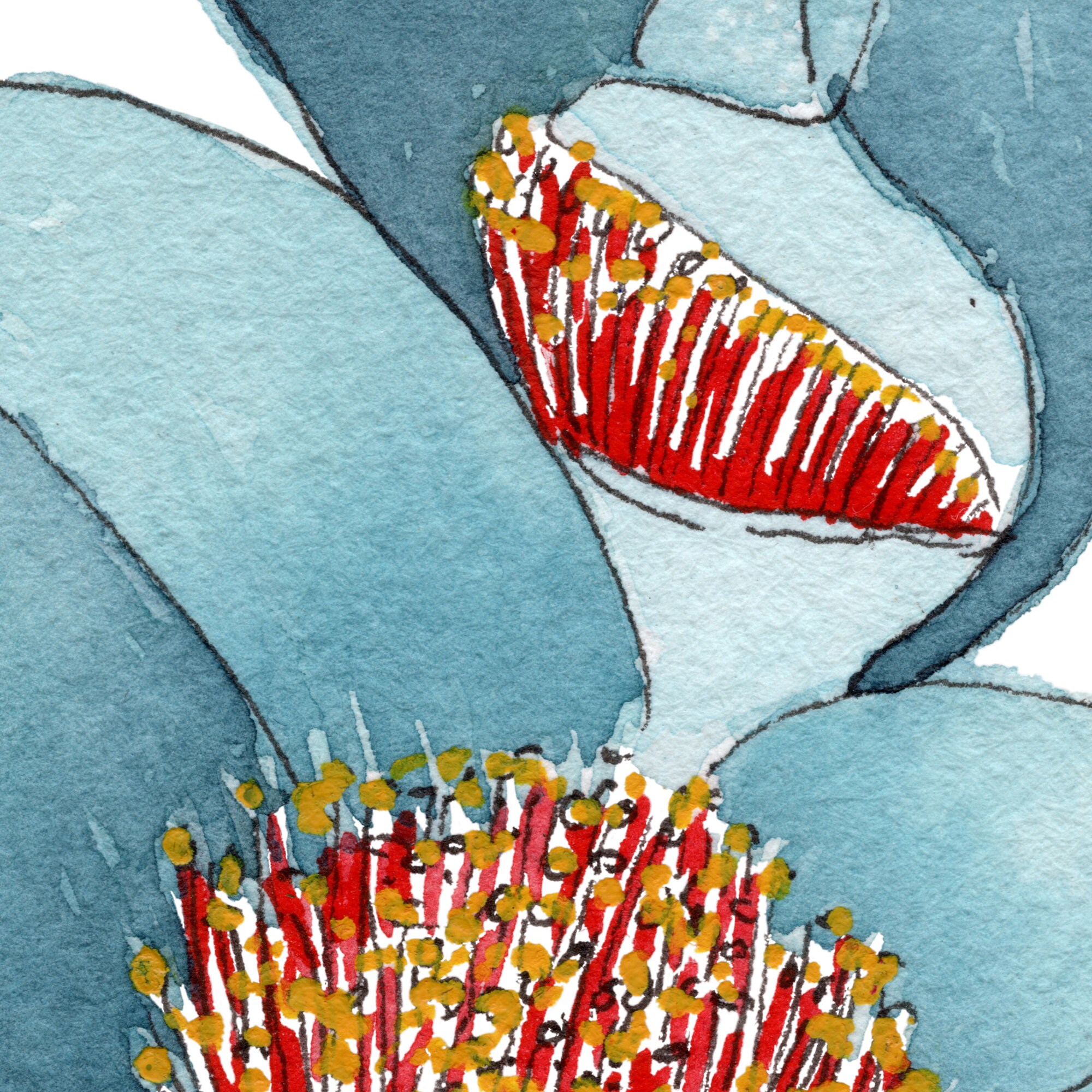 Australian Native Flower Watercolour Wall Prints Eucalyptus Banksia ...