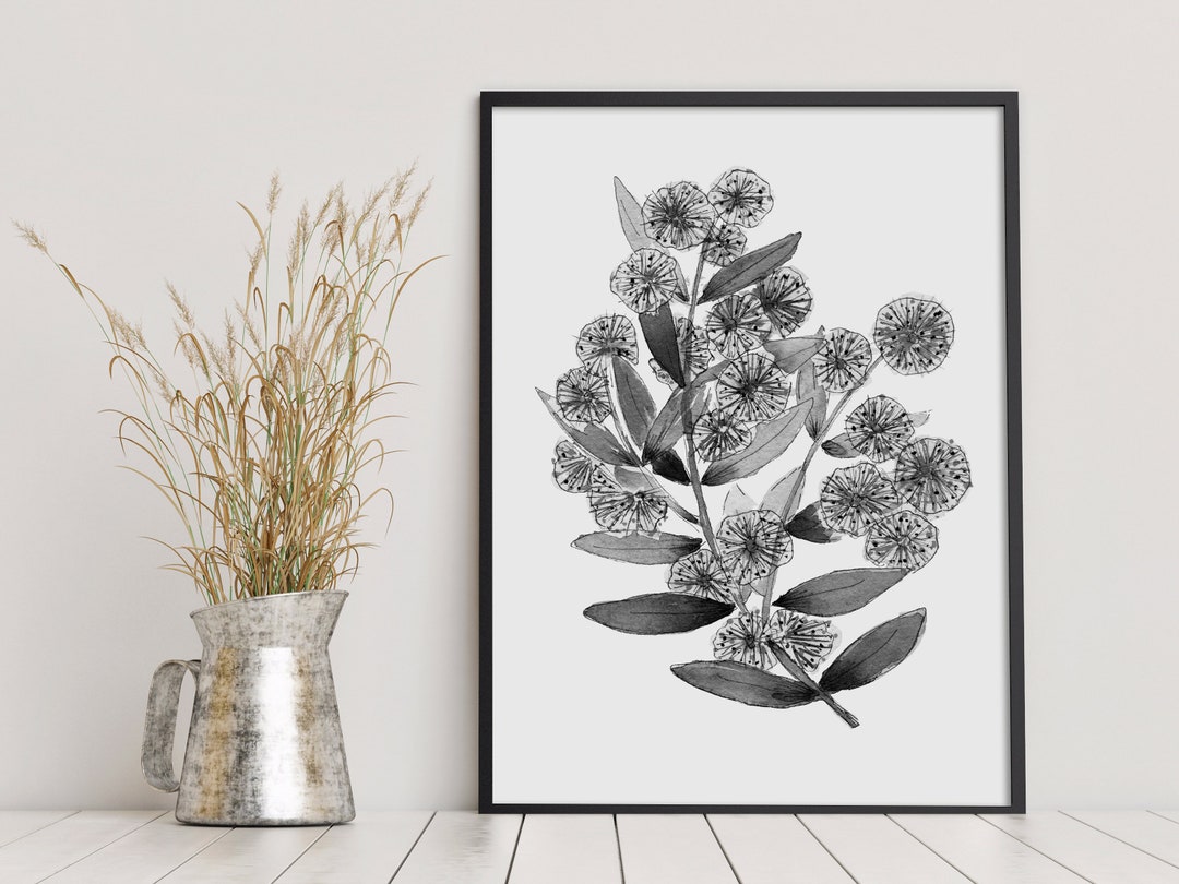Cupid's Wattle Black and White Wall Art Prints Inspired by Australian ...