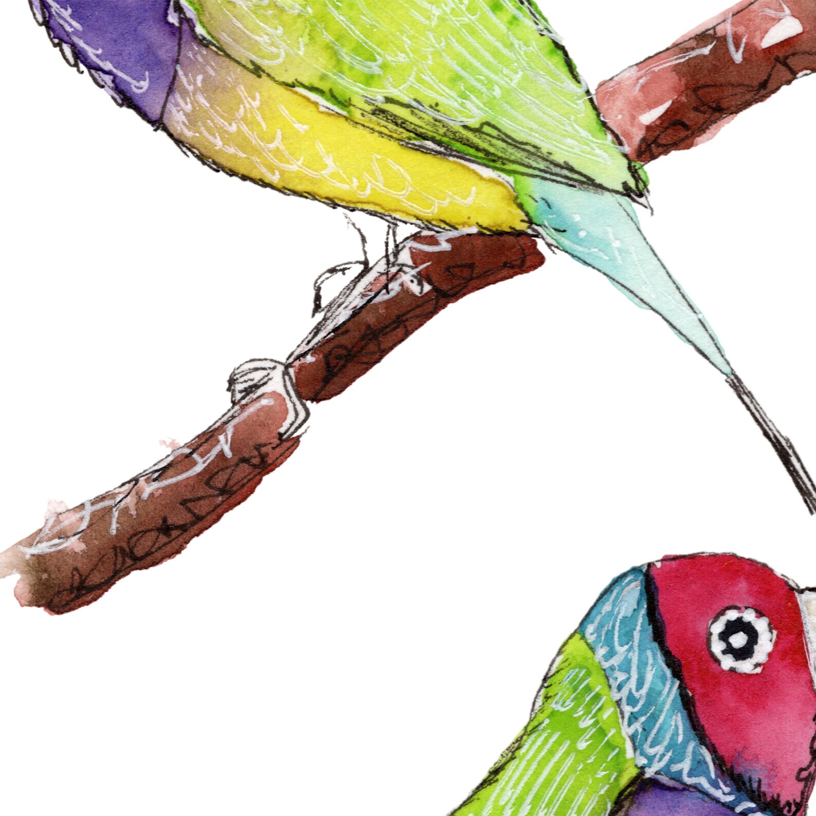 Australian Native Birds Wall Art Print Gouldian Finches Kingfisher Bee ...