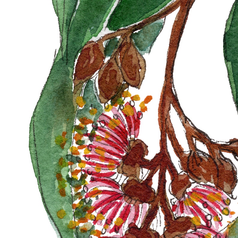 Eucalyptus Tree Australian Native Gum Leaf Print A4 A3 A2 Wall Art ...