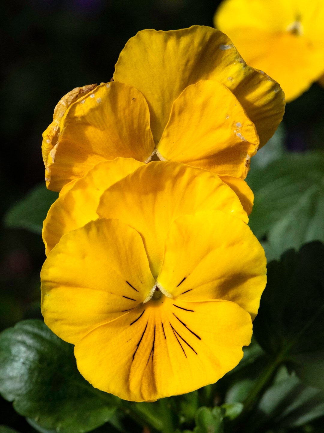 Viola • Original Limited Edition Color Photograph by Stevie Dan - Etsy